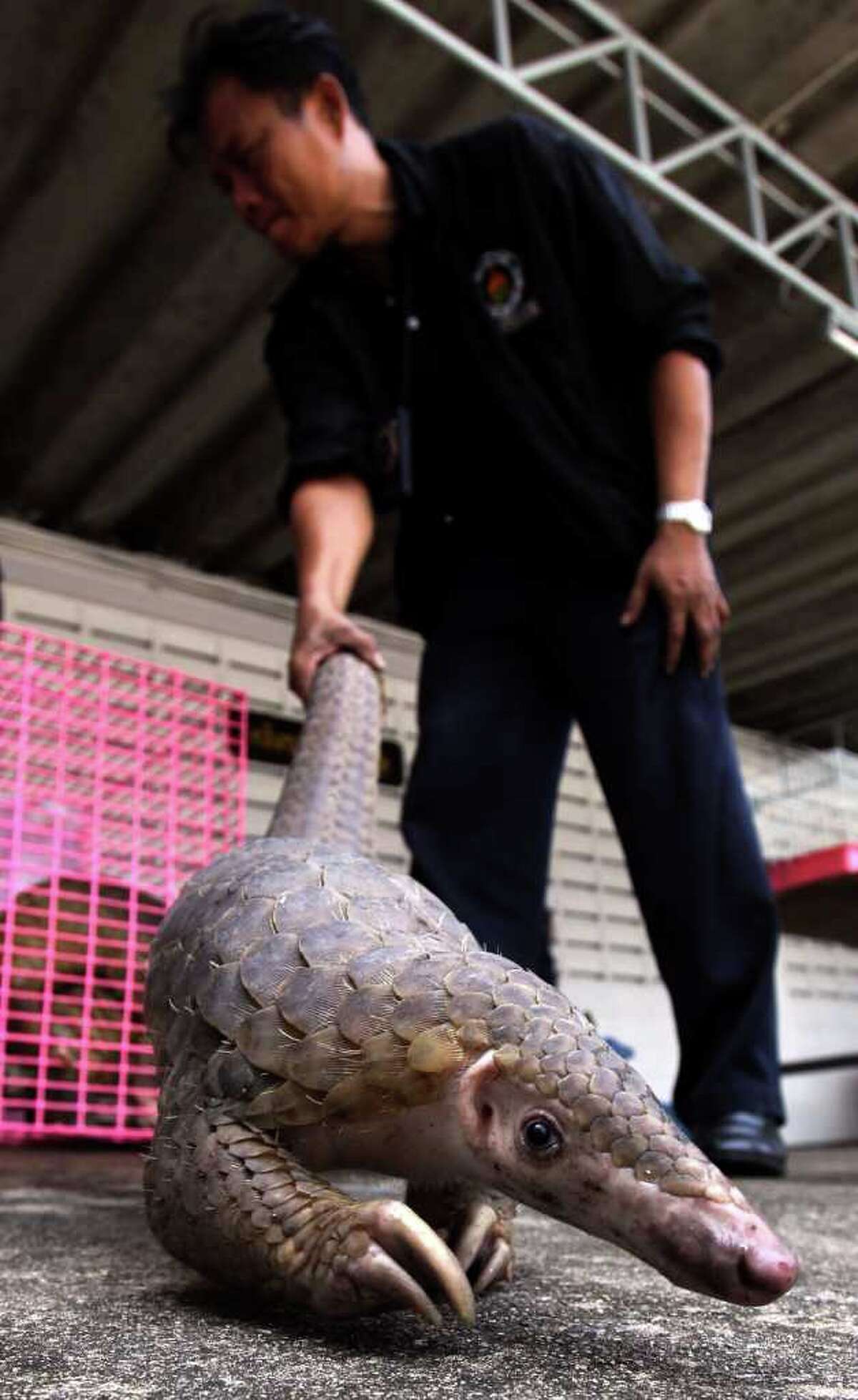 Pangolins, the cutest endangered species
