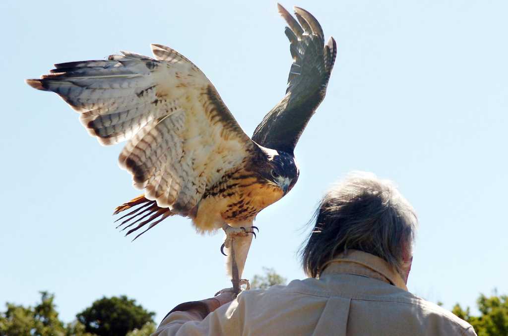 HawkWatch Festival soars at Audubon this weekend