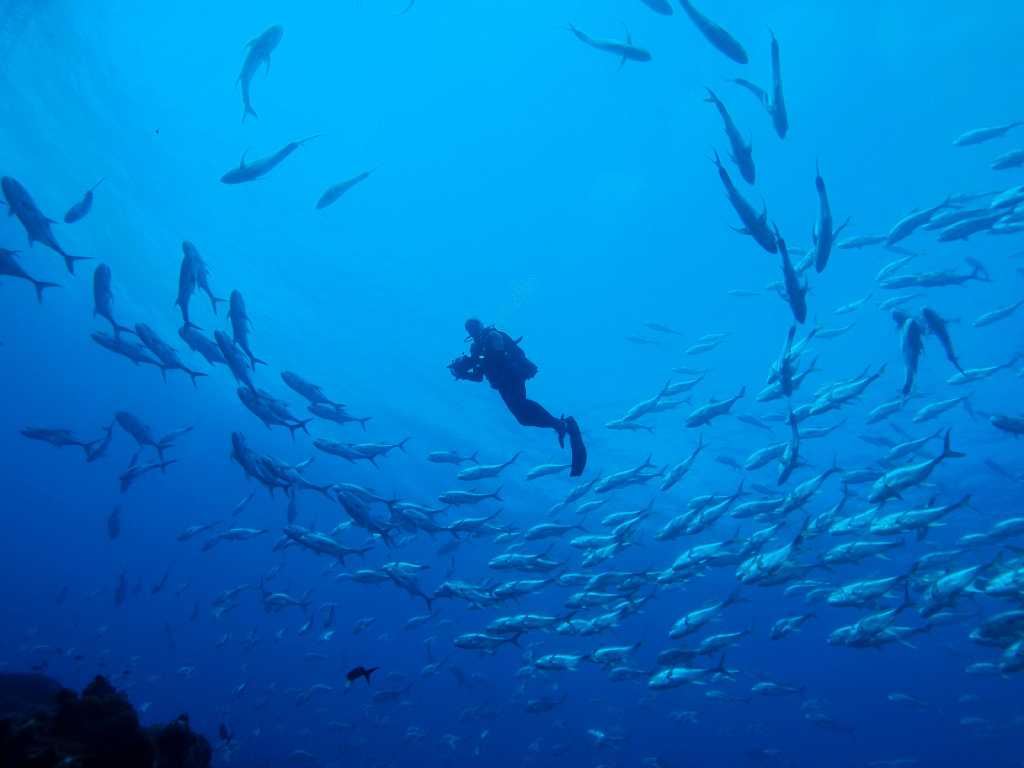Scuba diving at Flower Garden rivals more exotic locales