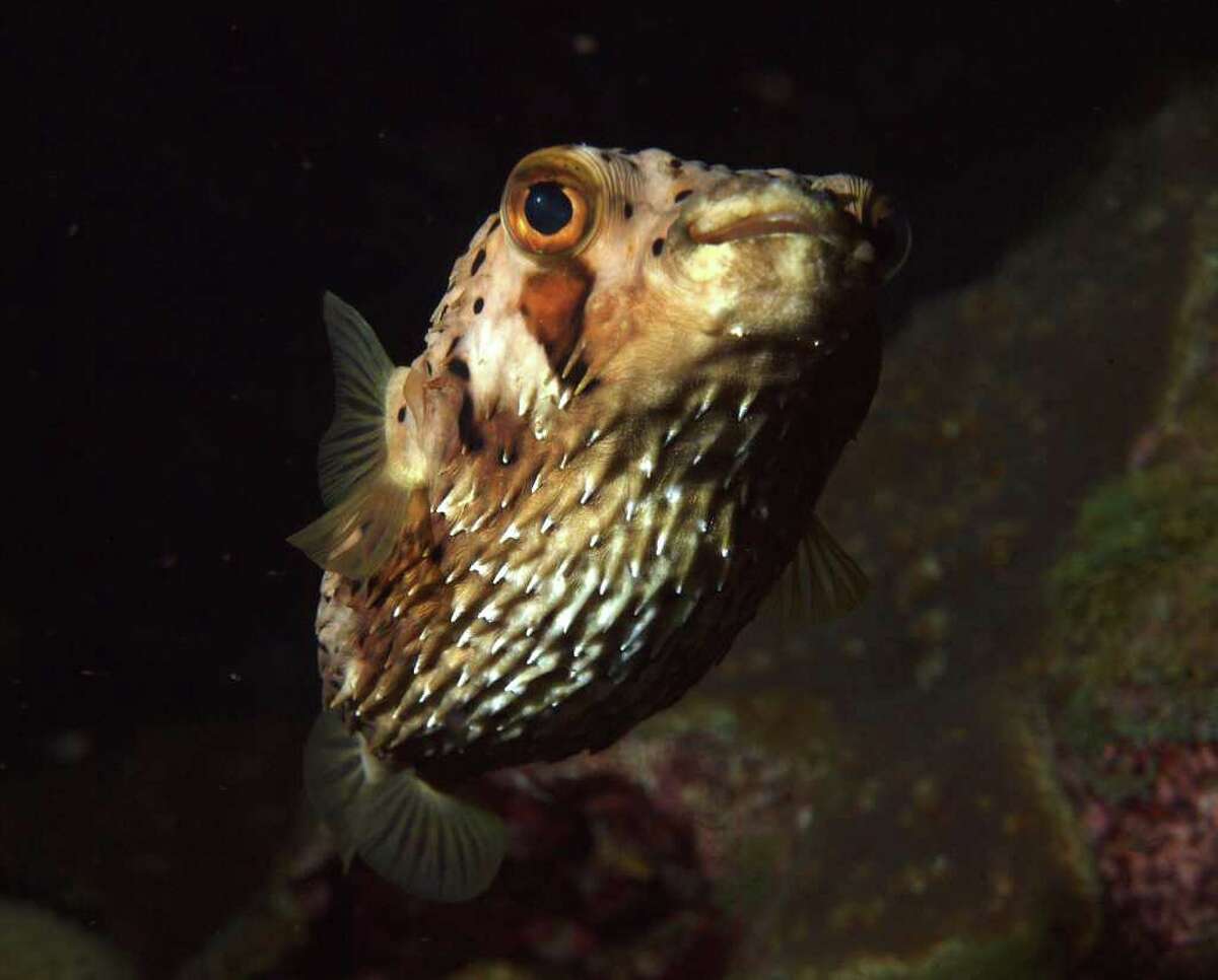 Scuba diving at Flower Garden rivals more exotic locales