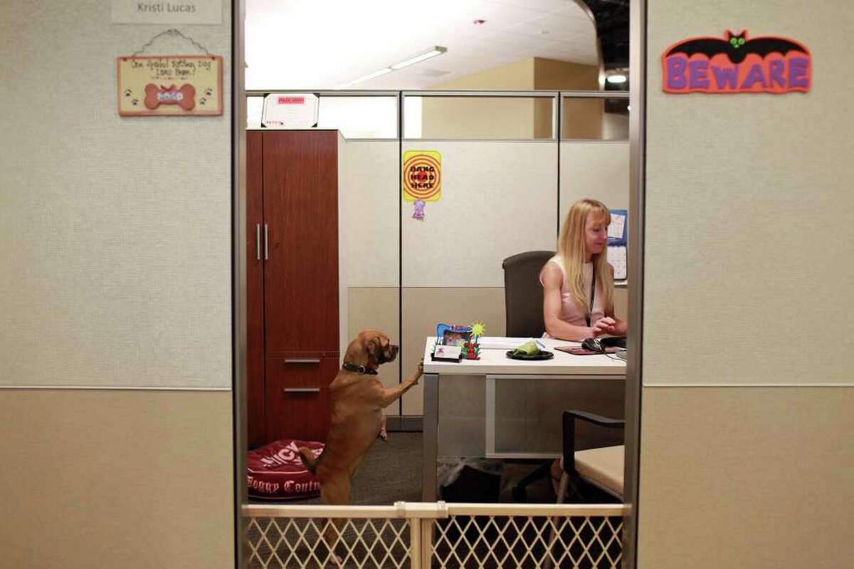 Petco formally opens S.A. corporate center