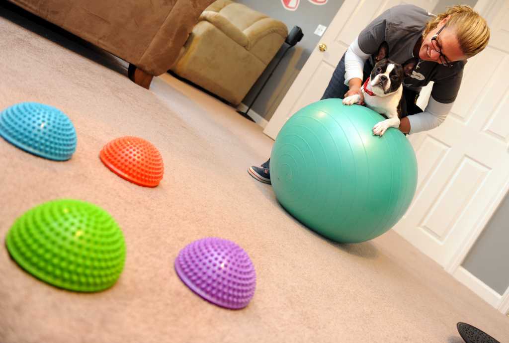 Pilates for Pooches helps train dogs and their owners