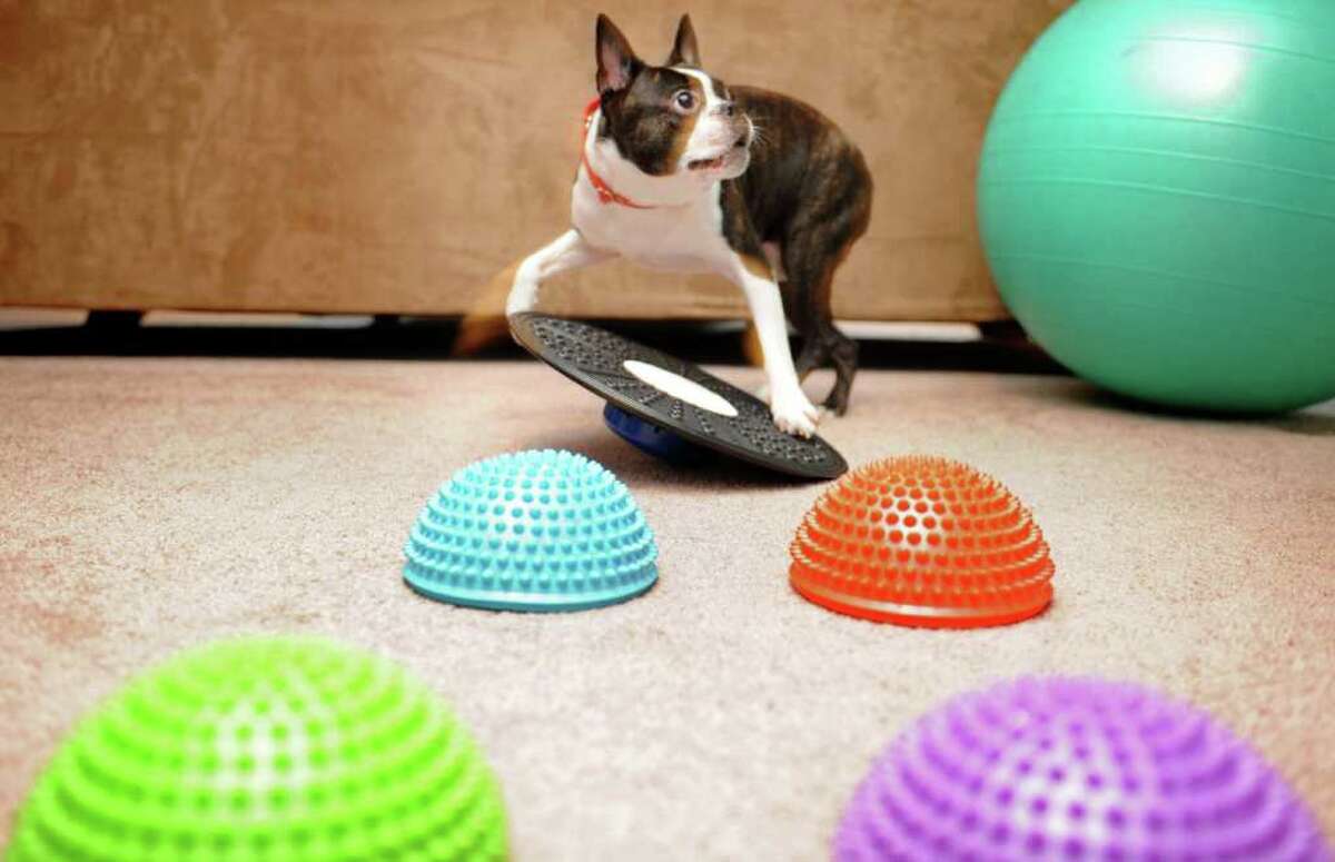 Pilates for Pooches helps train dogs and their owners