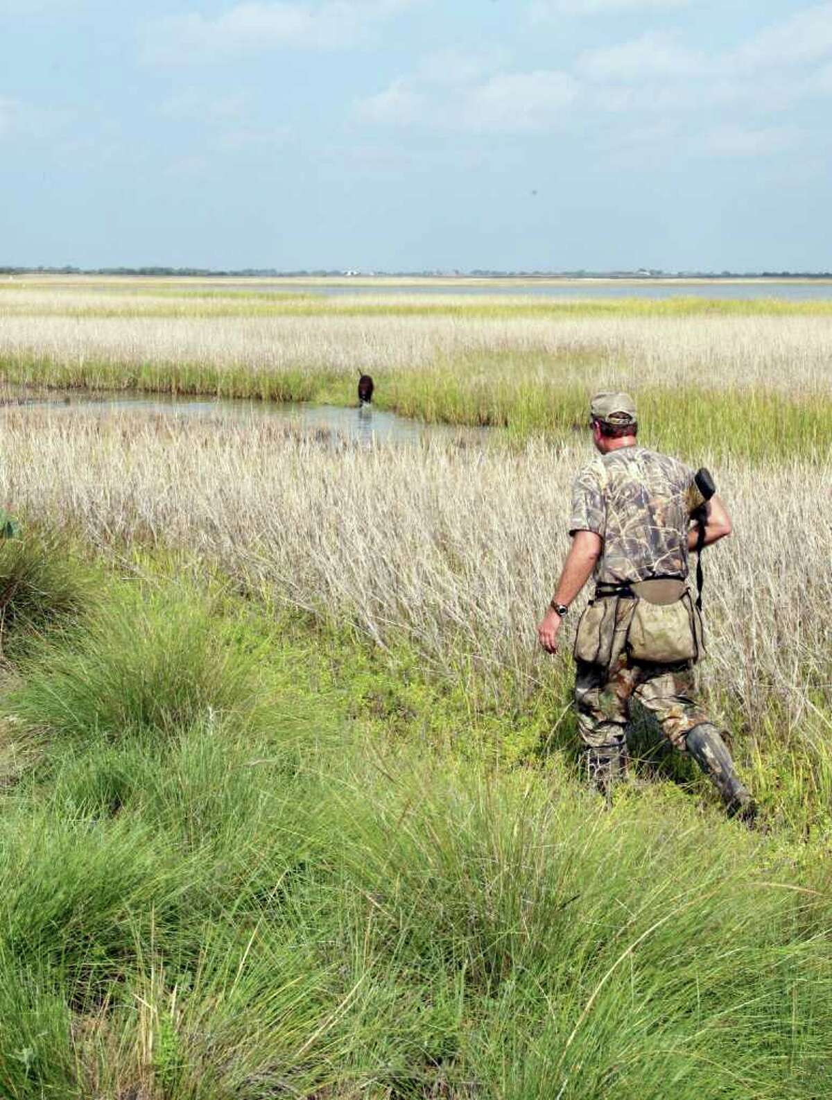 Bird hunting in the marsh
