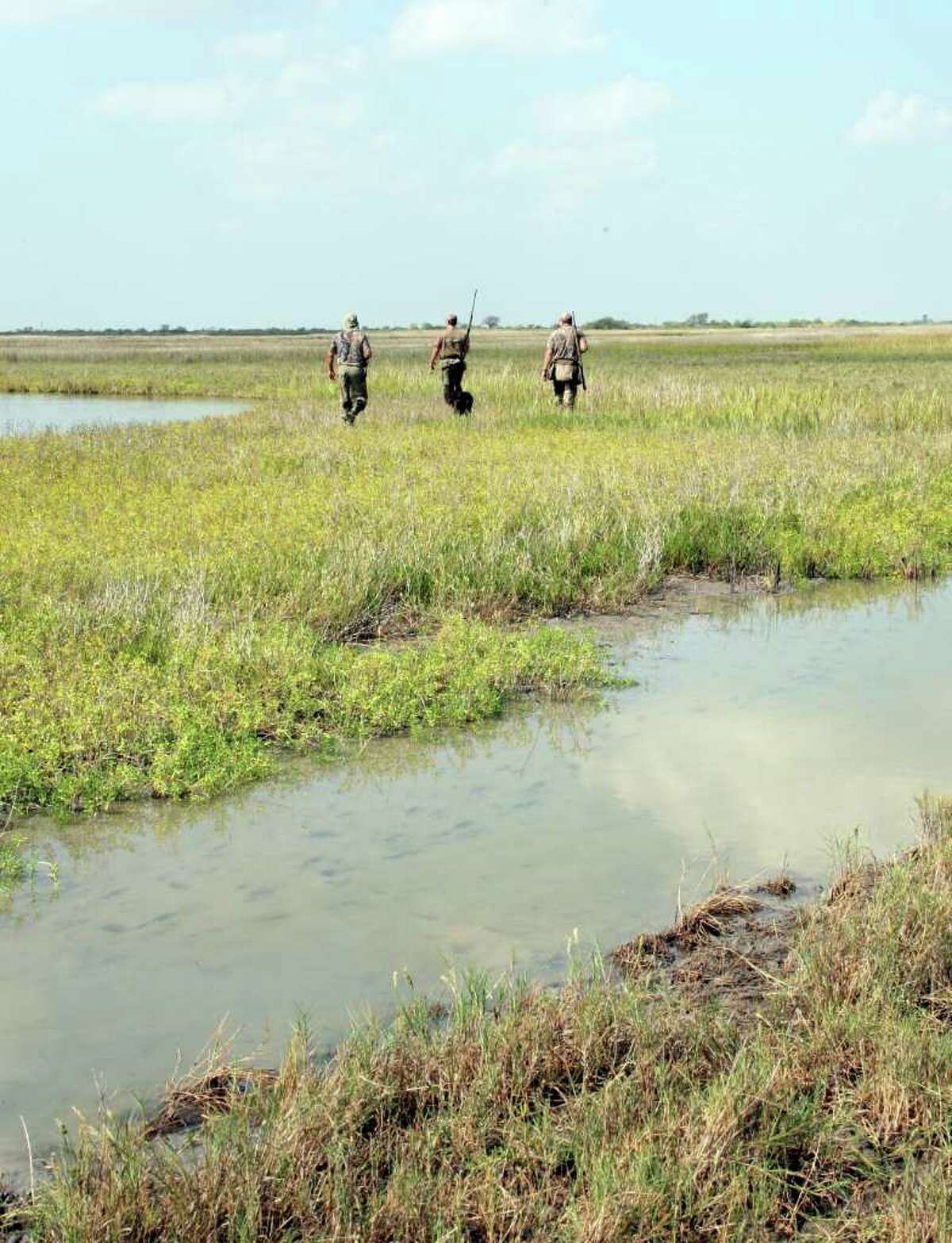Bird hunting in the marsh