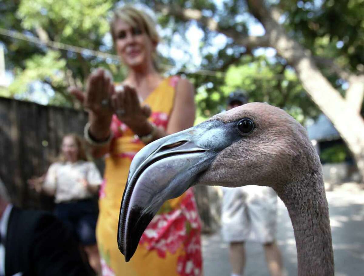 Flamingo Walk at S.A. Zoo