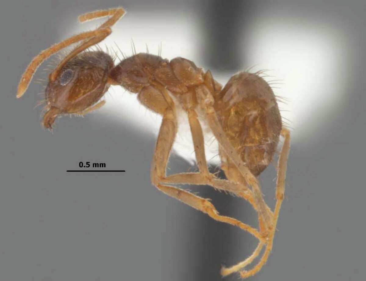 Ants that make us cry 'uncle'