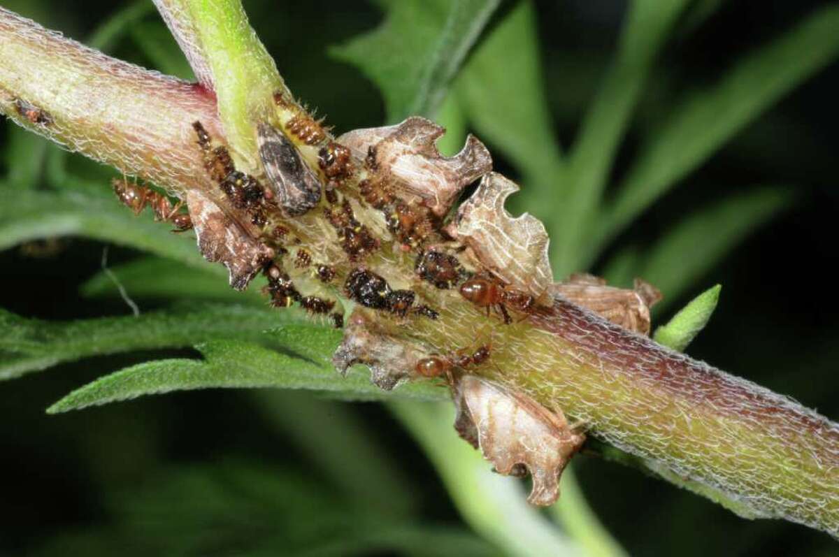 Ants that make us cry 'uncle'