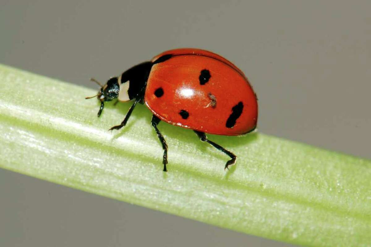 NY state insect found in NY, 1st time in decades