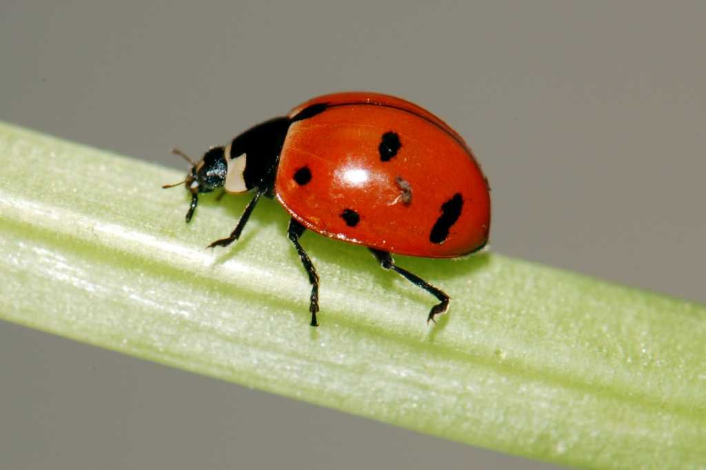 Rare spotted ladybug spotted after 29 years