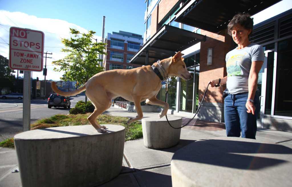 South Lake Union's 900 dogs help lobby for park of their own