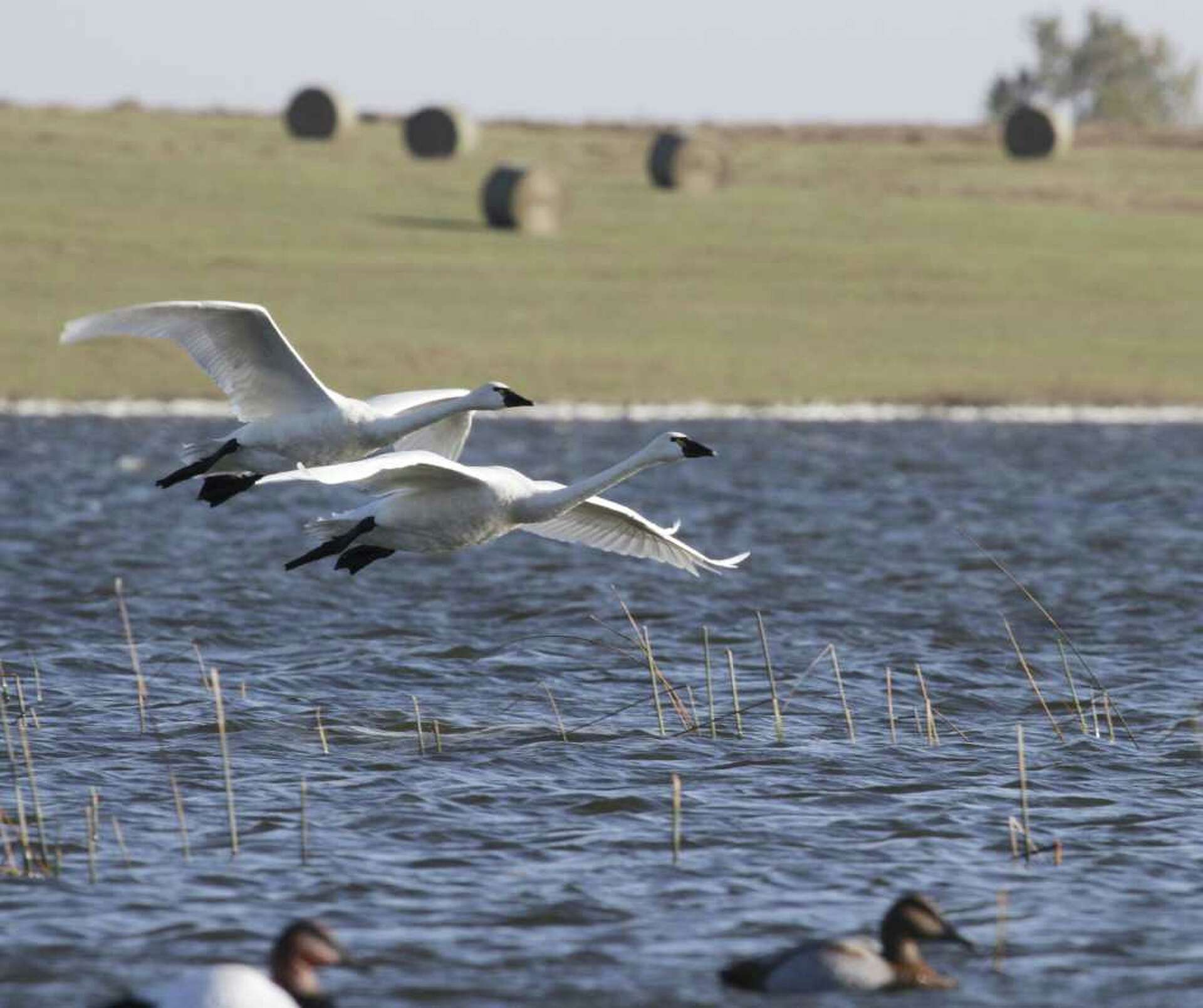 Tompkins: A waterfowling wonderland in North Dakota