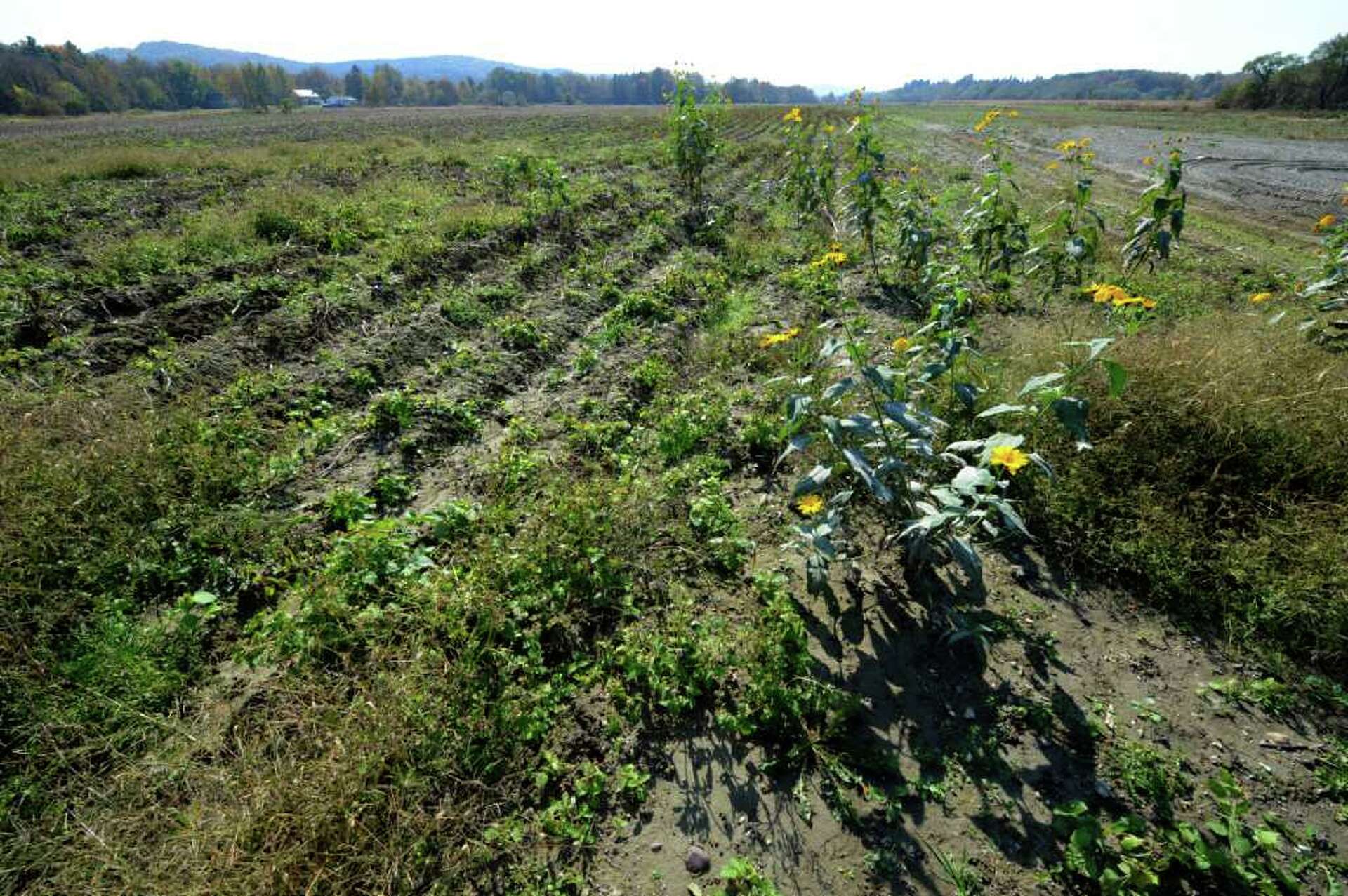 A lost harvest at Sheldon Farms