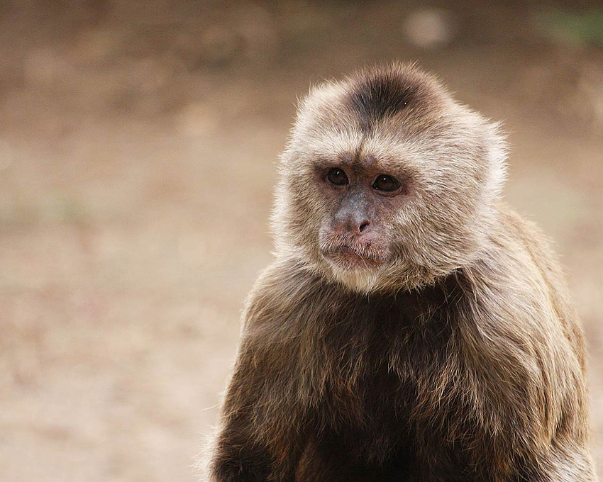 Monkey loose in Bandera County