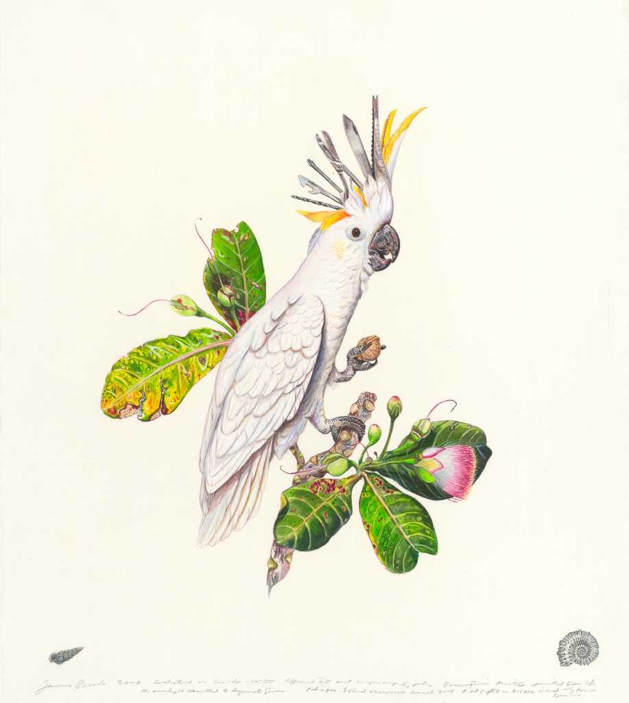 Un-Natural History: Art reinvents nature at new Prosek show in Fairfield