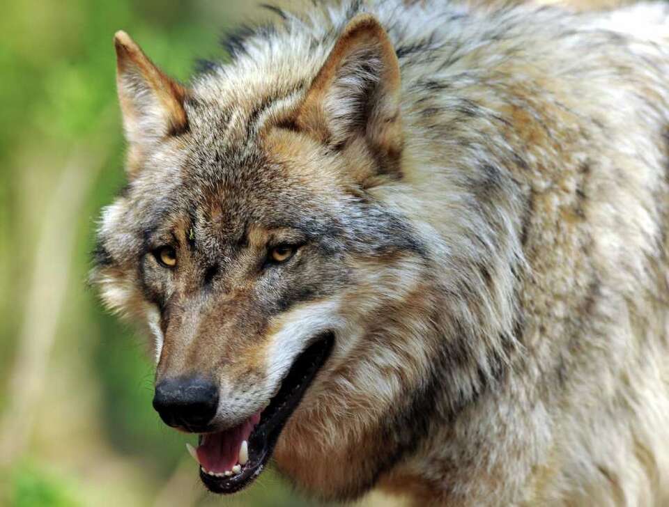 A century later, the wild wolf returns