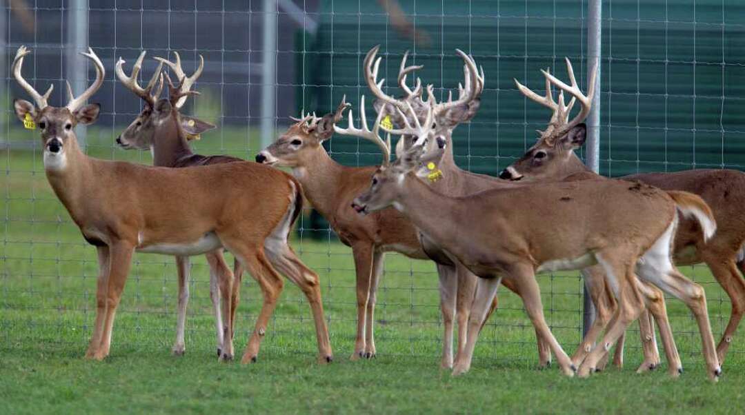 Game wardens target deer smugglers
