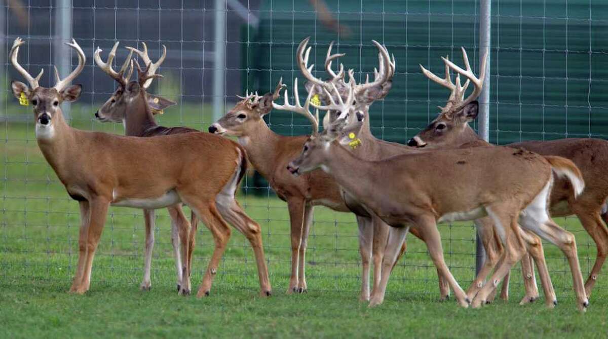 Game wardens target deer smugglers