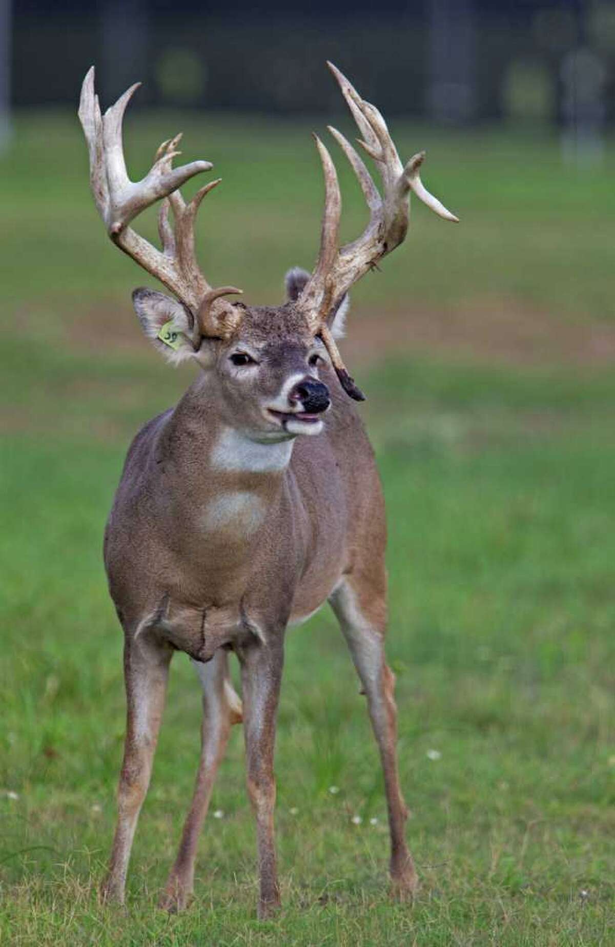 Game wardens target deer smugglers