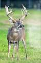 Game wardens target deer smugglers
