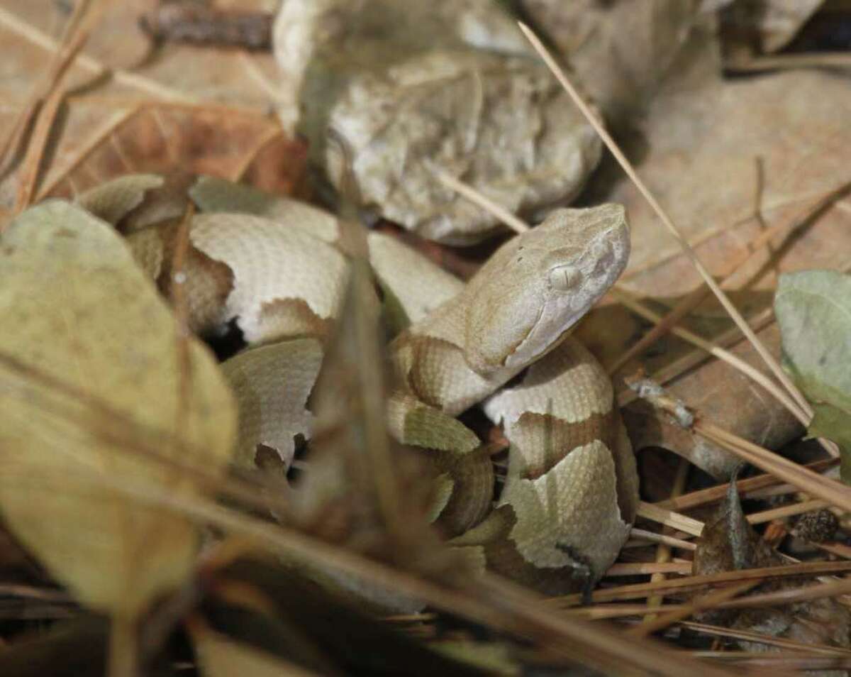 Tompkins: Texas' venomous snakes more active in fall