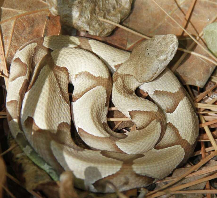 Tompkins: Texas' venomous snakes more active in fall - Houston Chronicle