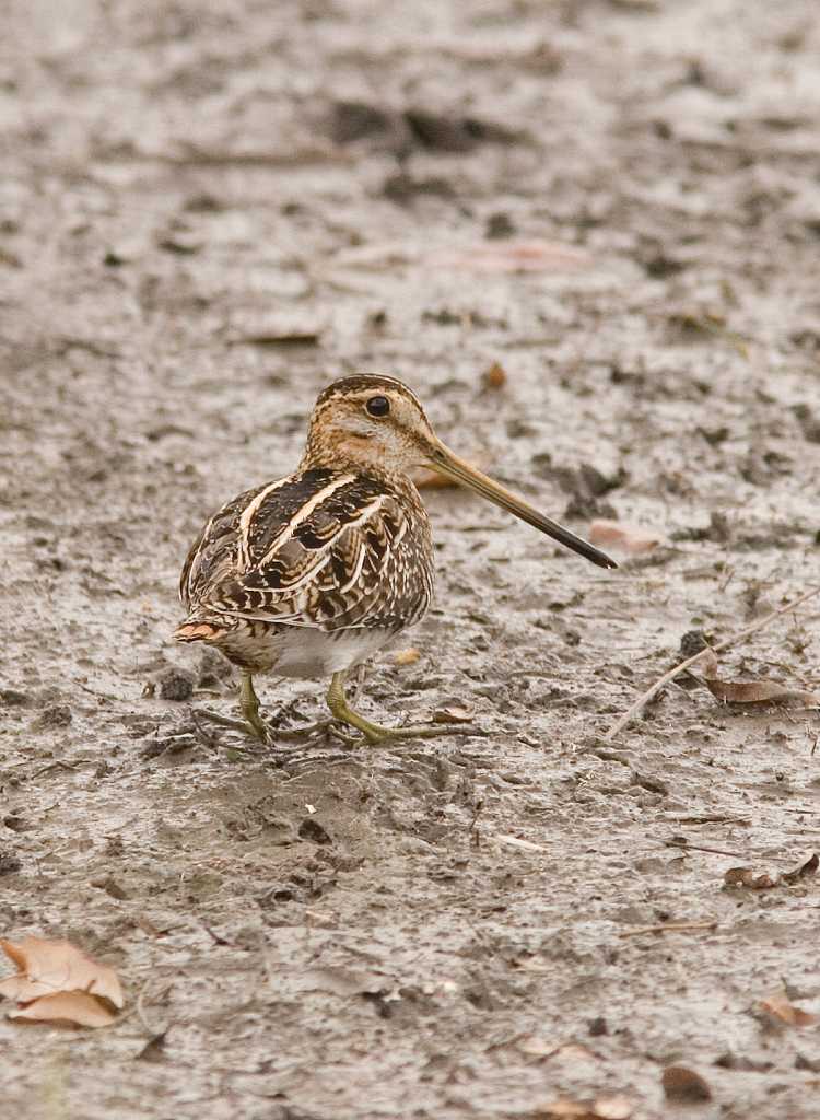 Wilson's snipes have arrived in Texas