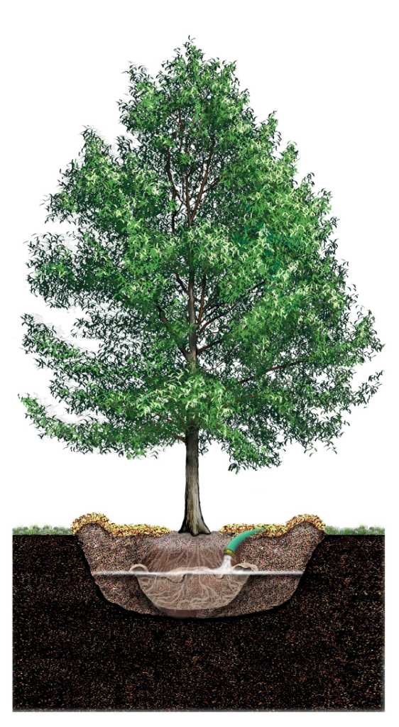 Experts encourage fall and winter tree planting, despite drought