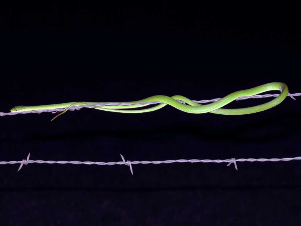 Monarchs and snakes appear after rain