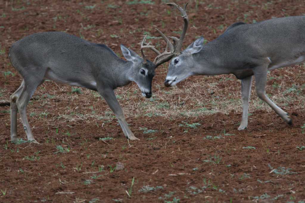 White Tailed Deer Buck Fighting