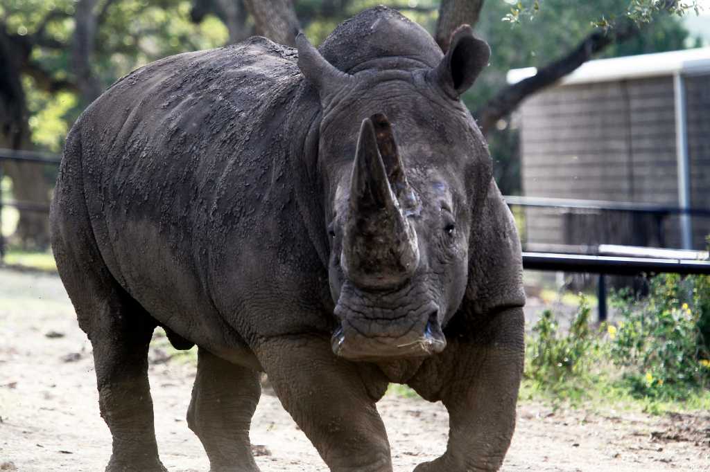 It's wildlife — but not too wild