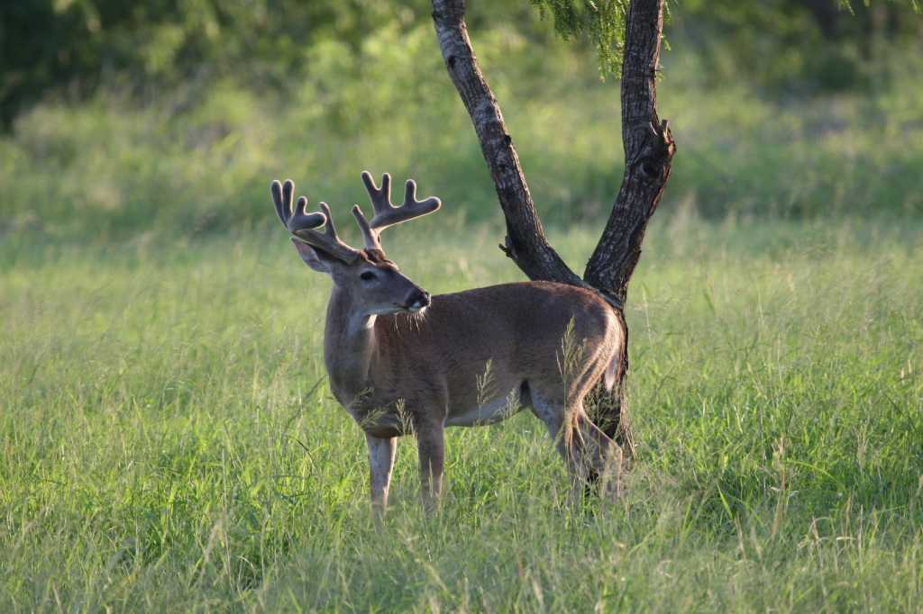 How has drought impacted deer season?