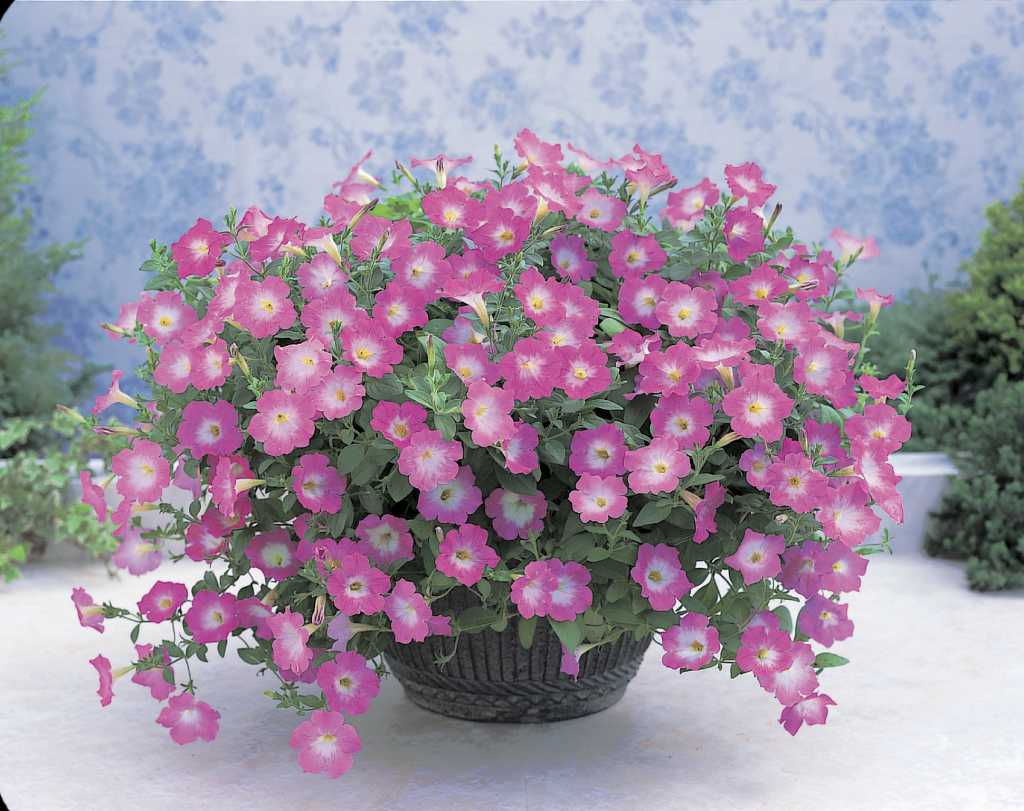 Plant seasonal color for fall