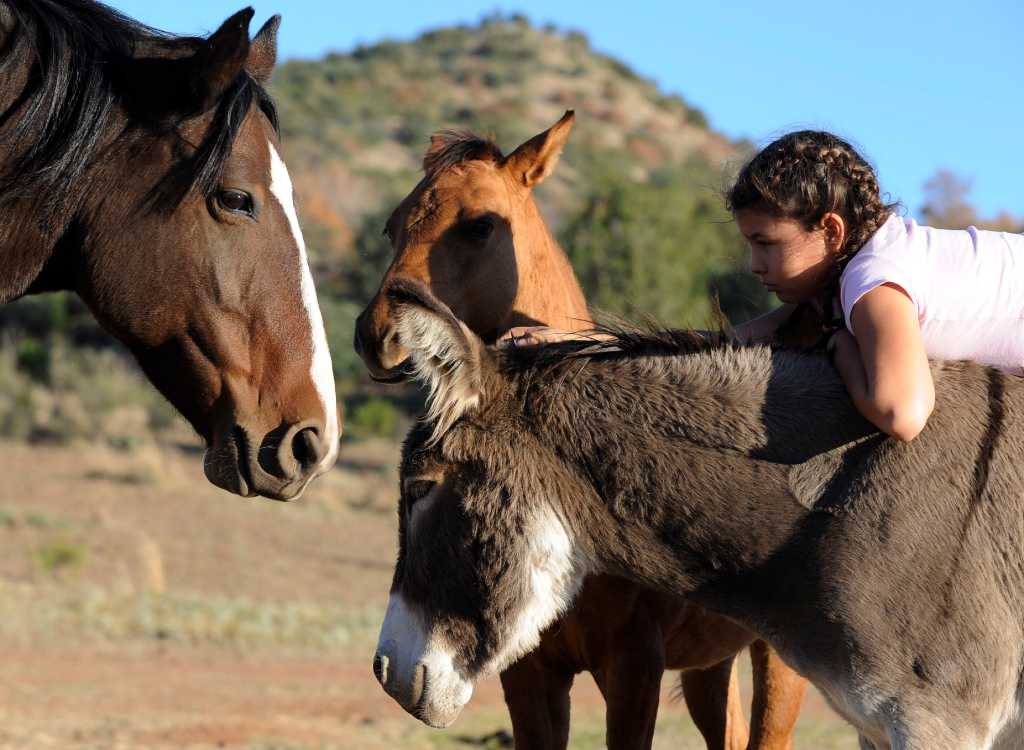 Texas is shooting donkeys, stirring burro backlash