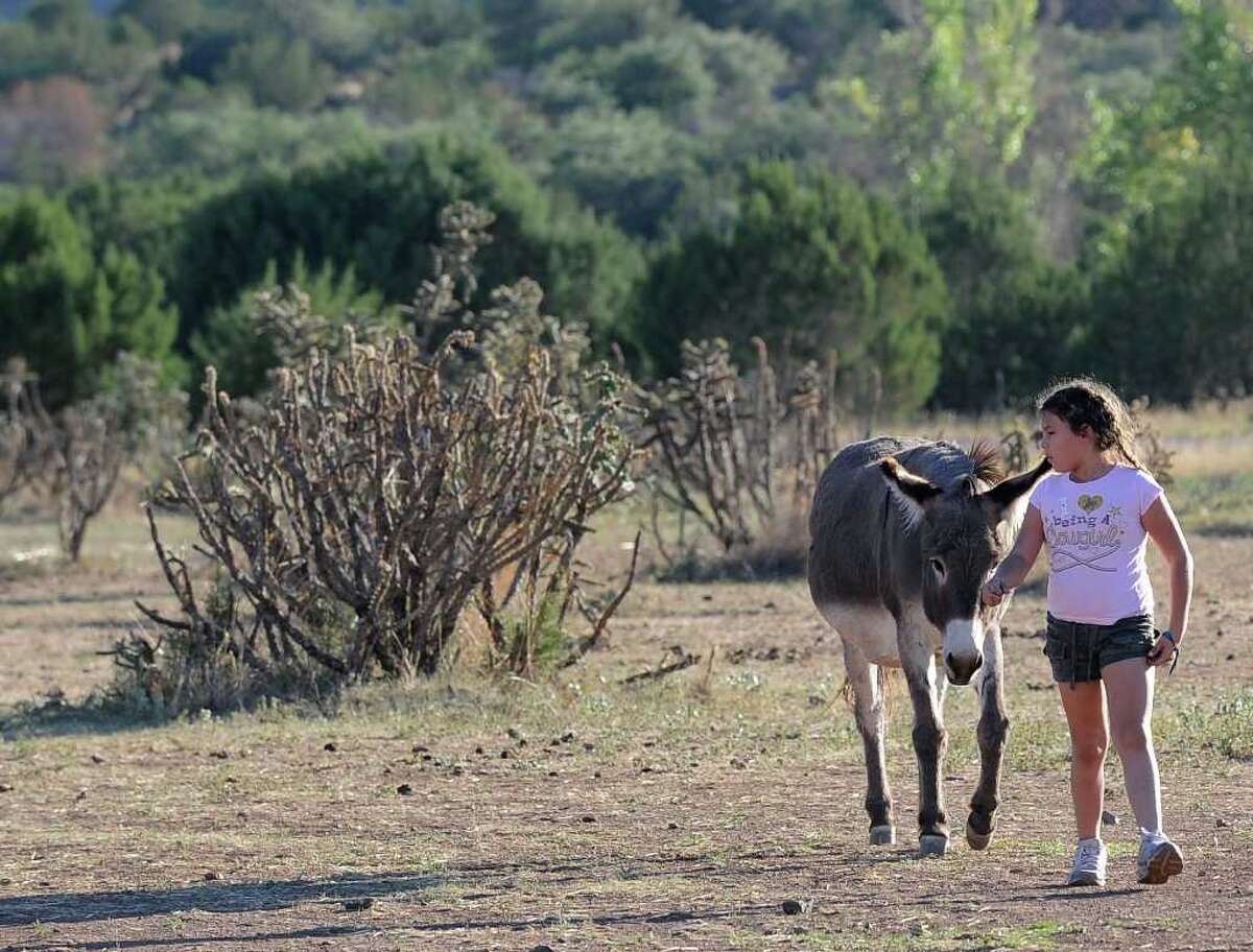 Texas is shooting donkeys, stirring burro backlash