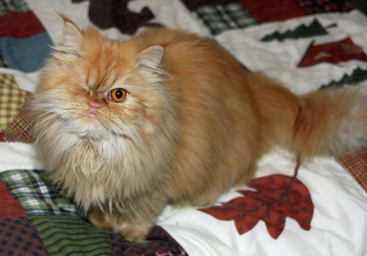 'Princess P,' the cat with 15,000 lives