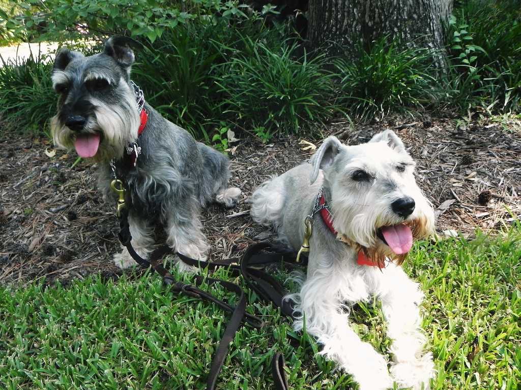 Spot the Pet: Rexy and Minnie Pearl, dogs