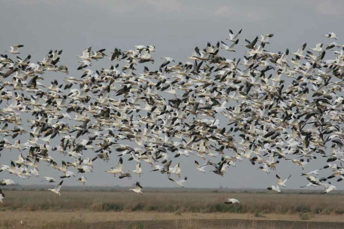 Winter population of snow geese hits record low on Texas coast