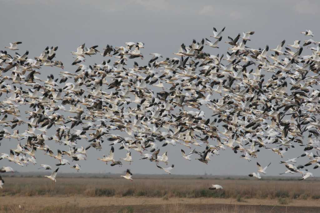 Winter population of snow geese hits record low on Texas coast