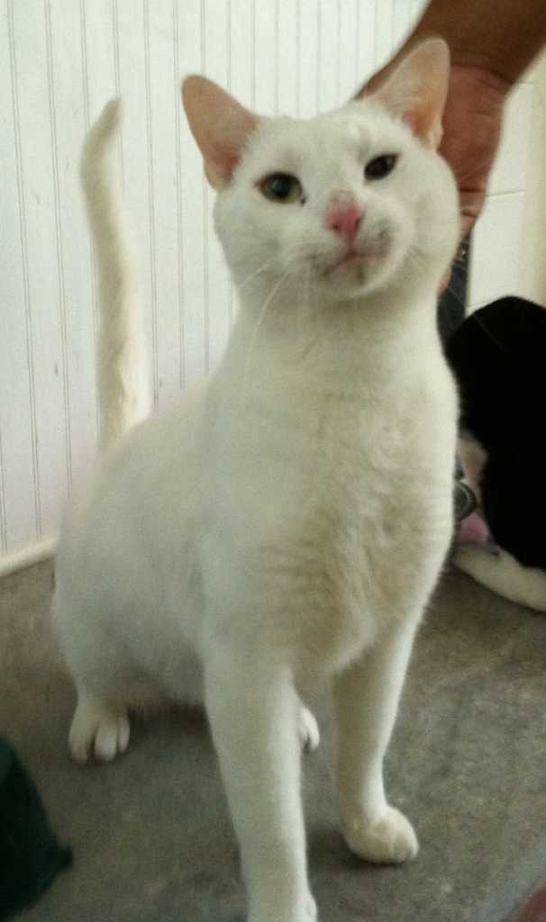 Animals up for adoption at Save Our Strays