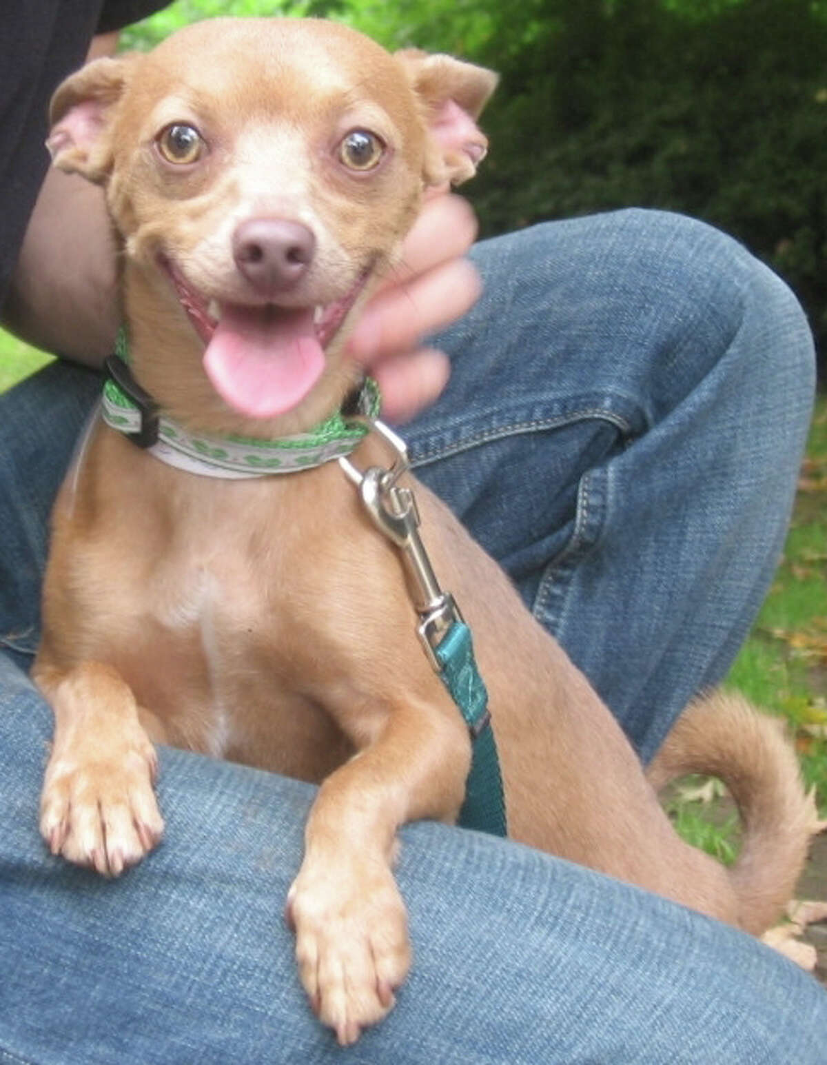 Animals up for adoption at Save Our Strays