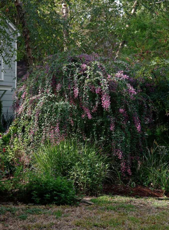 'Little Volcano' produces a big show in fall - Houston Chronicle