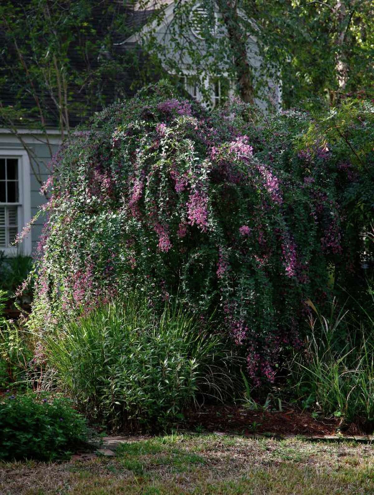 'Little Volcano' produces a big show in fall