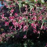 'Little Volcano' produces a big show in fall - Houston Chronicle