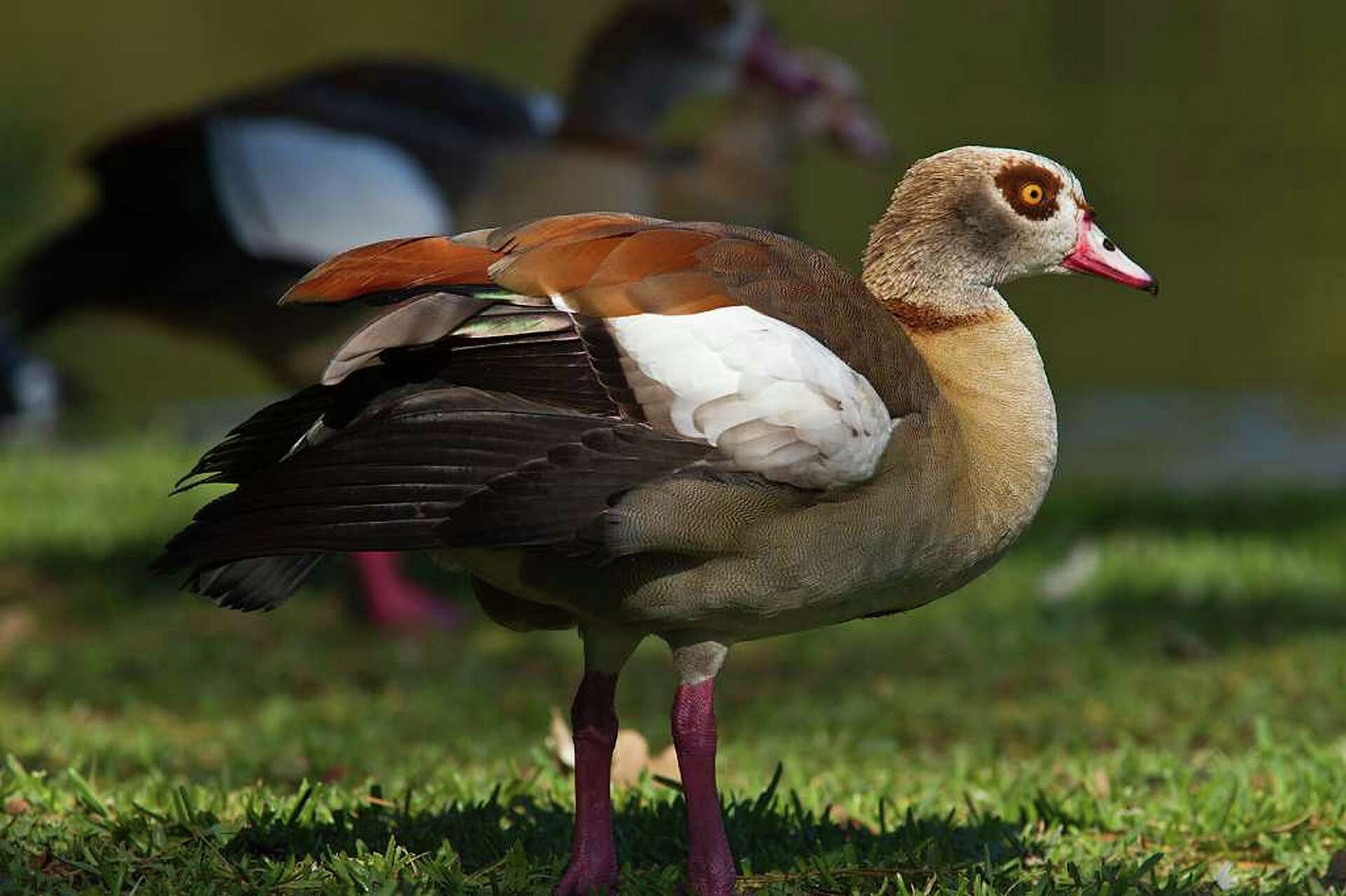 Non-native Egyptian geese proliferating in Texas