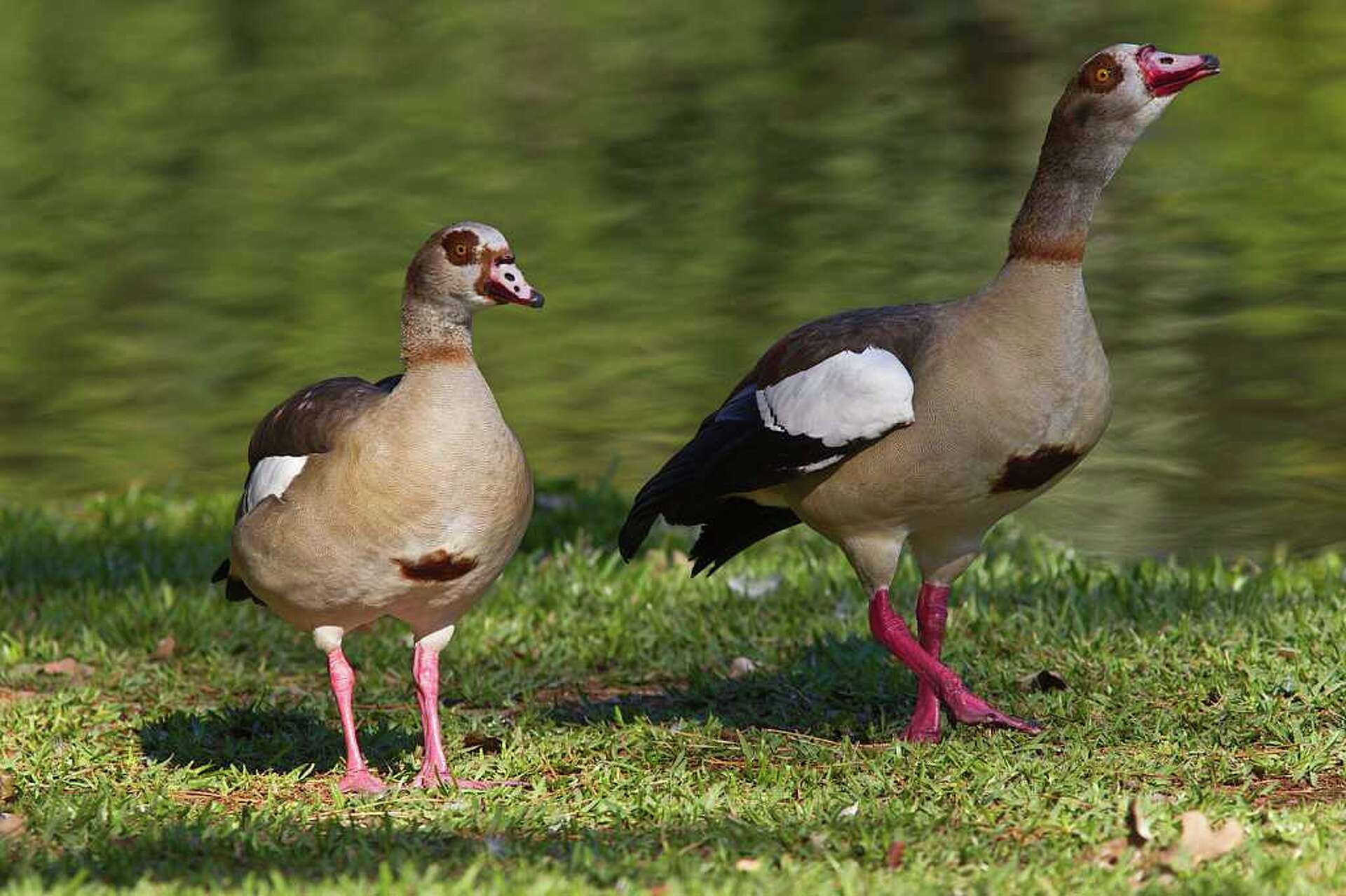 Non-native Egyptian geese proliferating in Texas