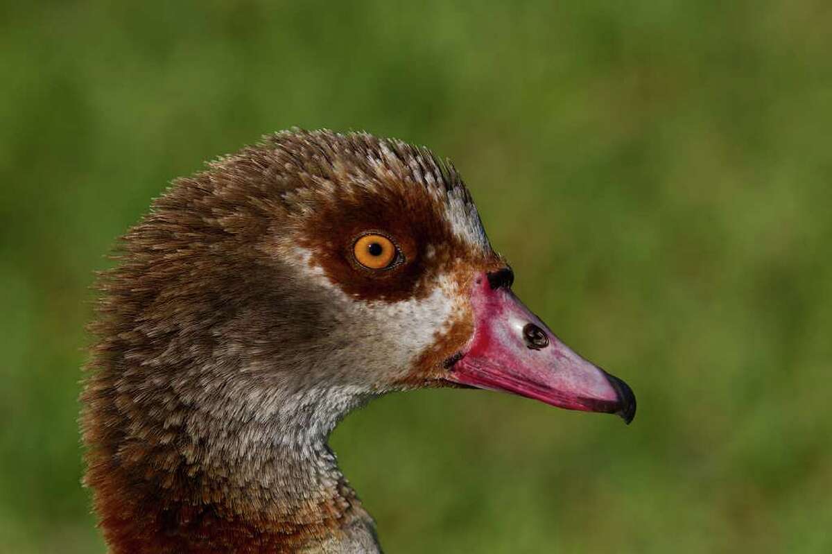 Non-native Egyptian geese proliferating in Texas