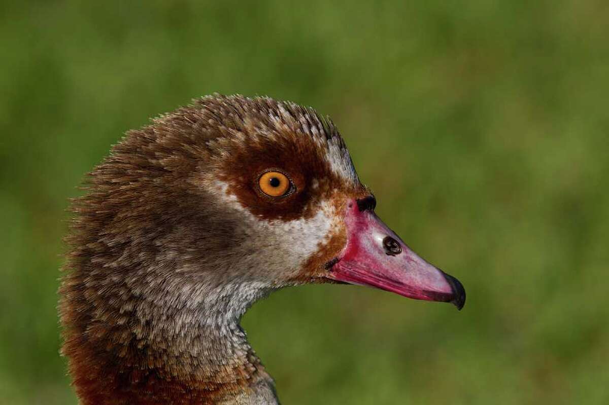 Non-native Egyptian geese proliferating in Texas