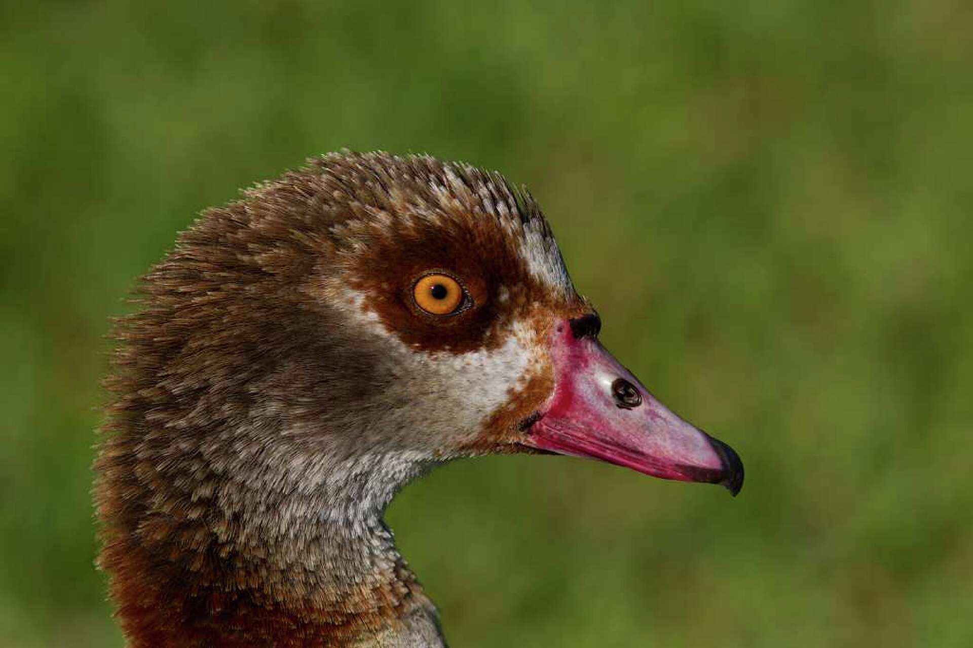 Non-native Egyptian geese proliferating in Texas