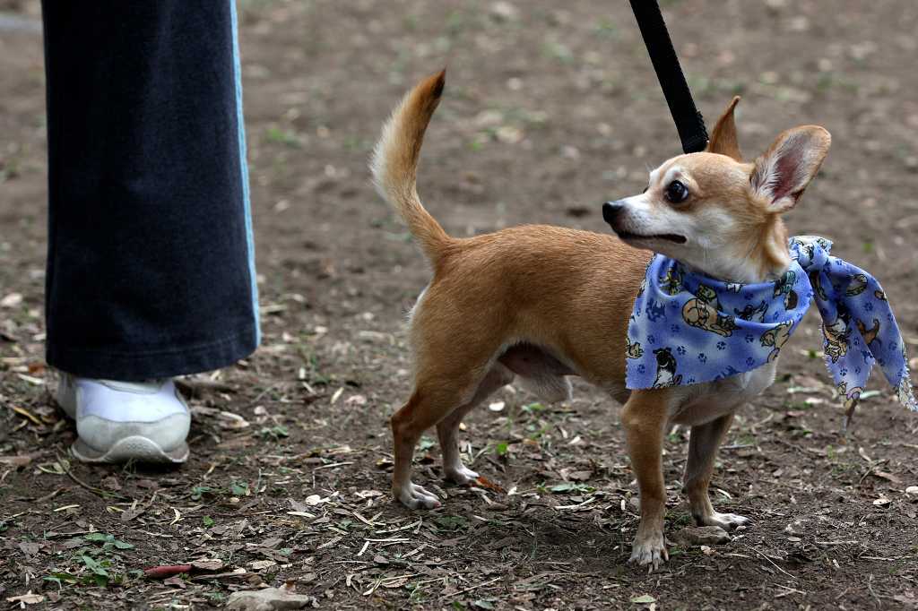 Puppy Up! Walk at McAllister Park